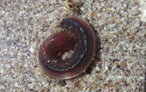 Ecoleg unigryw Ophelia bicornis, Savigny (Polychaeta) (The unique ...